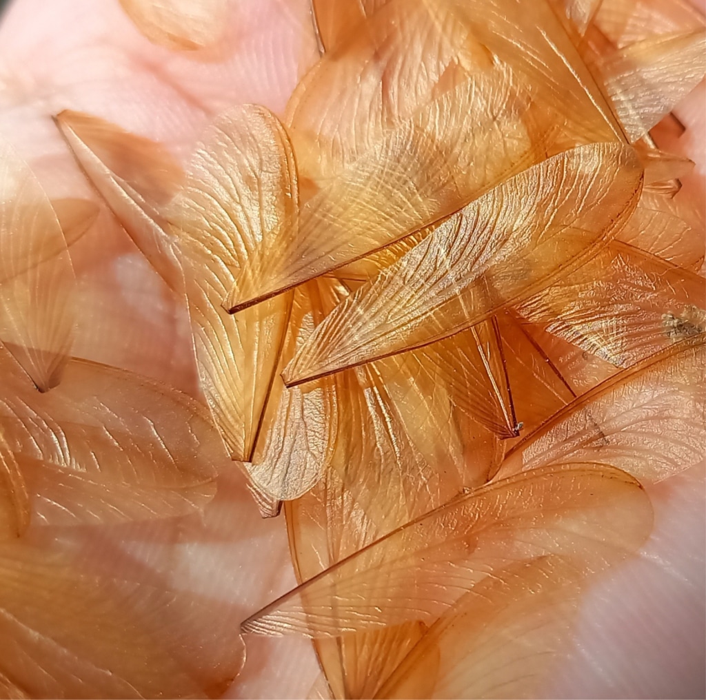 Termites in house: Signs and treatment of termites - Novaterm