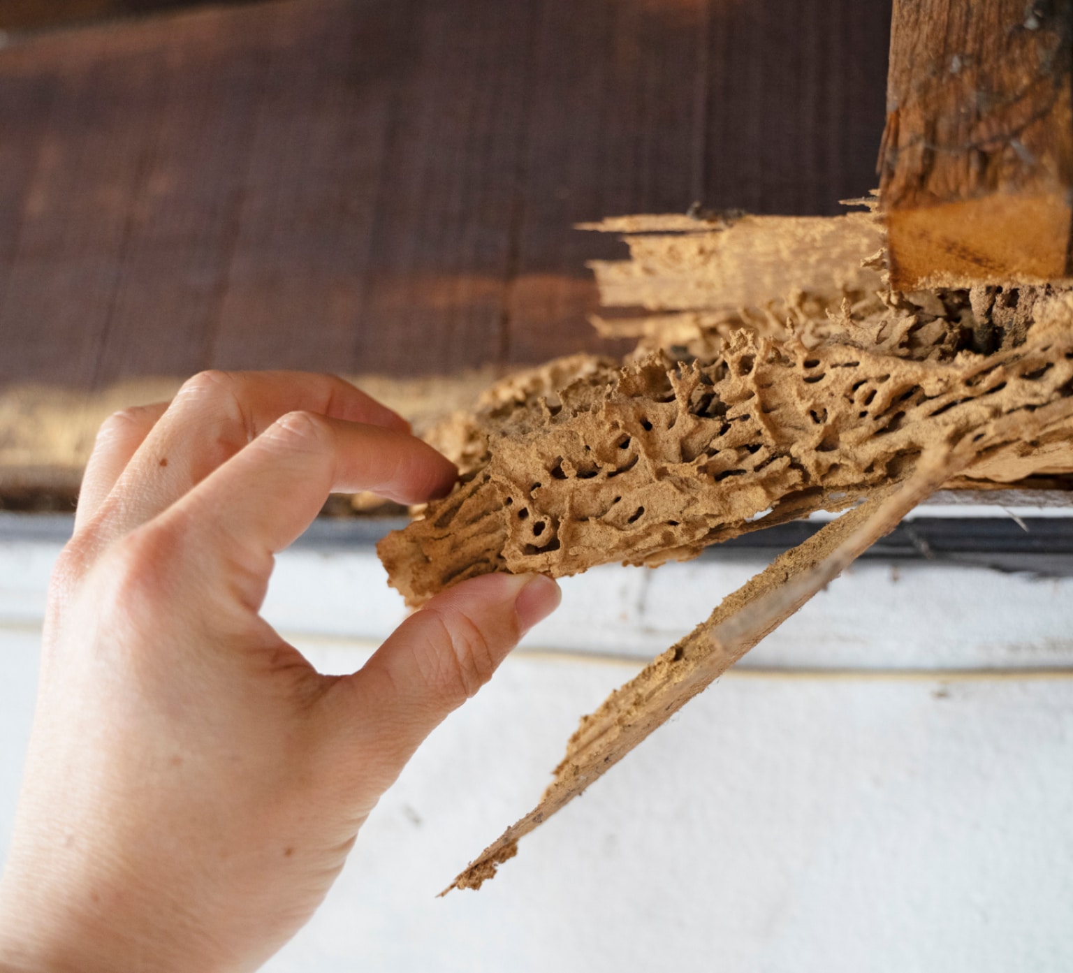 NOVATERM® termite control bait station system - Novaterm