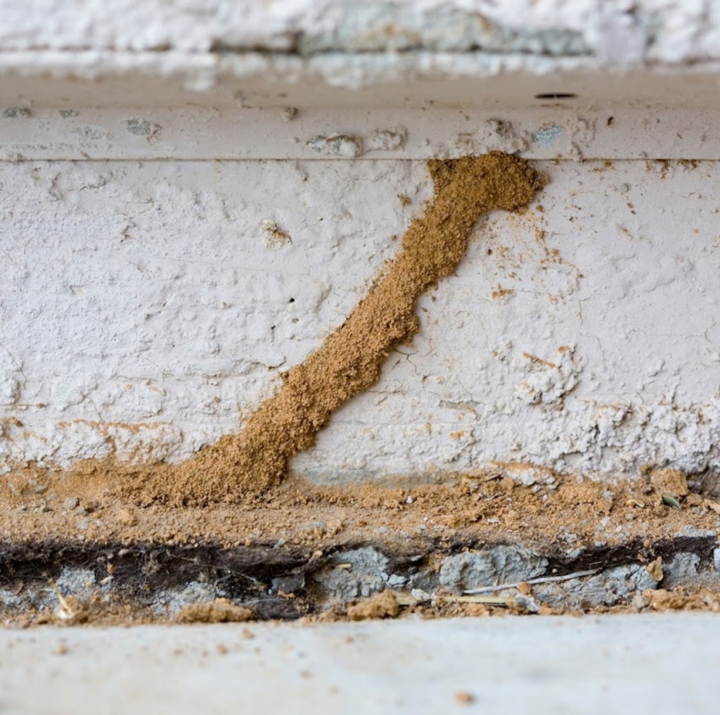 Termites in house: Signs and treatment of termites - Novaterm